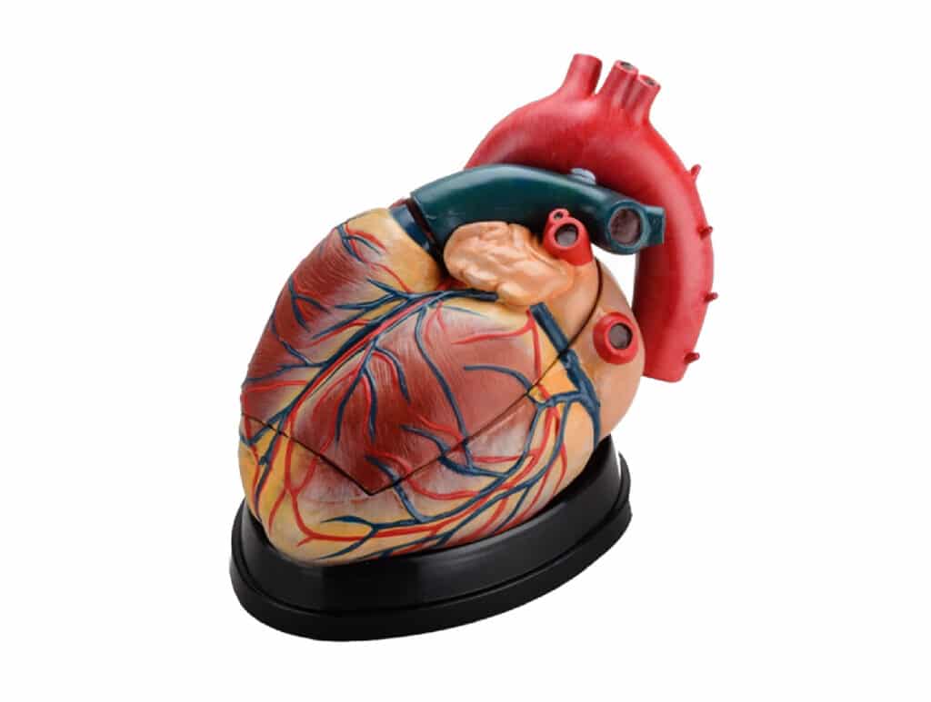 Modèle de cœur style JUMBO - Locamed